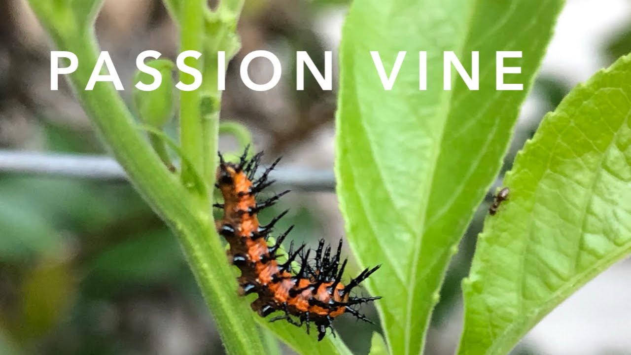 Maypop Passion Flower | Florida Friendly Landscaping - YouTube