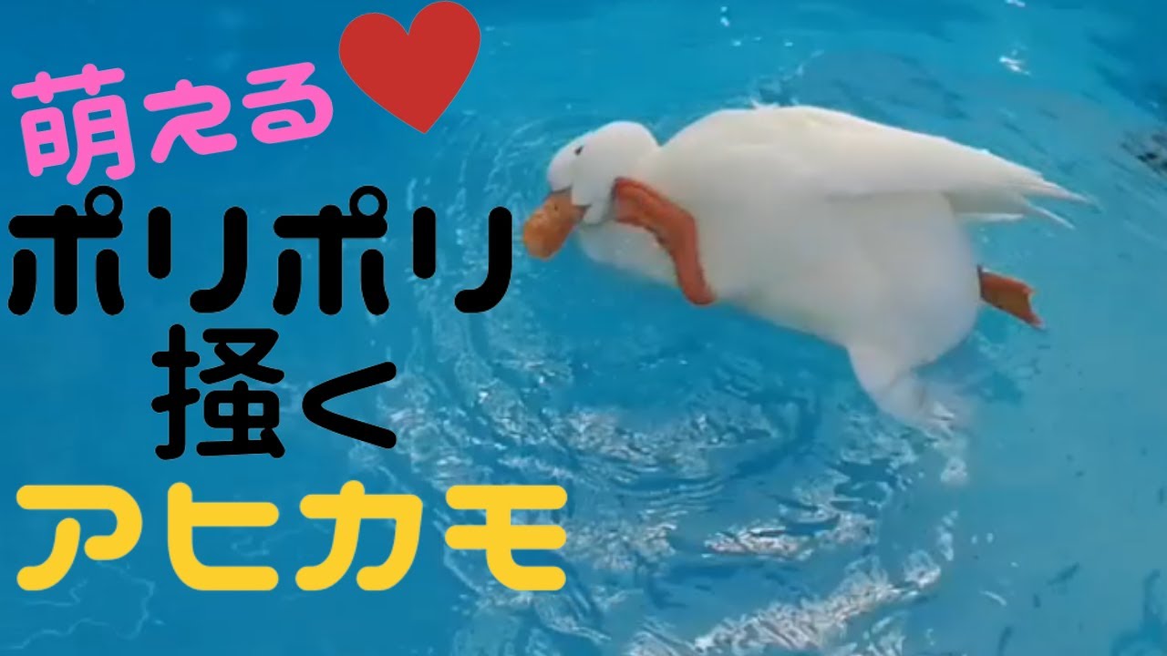 アヒルの萌仕草。掻くシーンをてんこもり！【アヒカモ】/Cute movement of ducks.scratch with one's ...