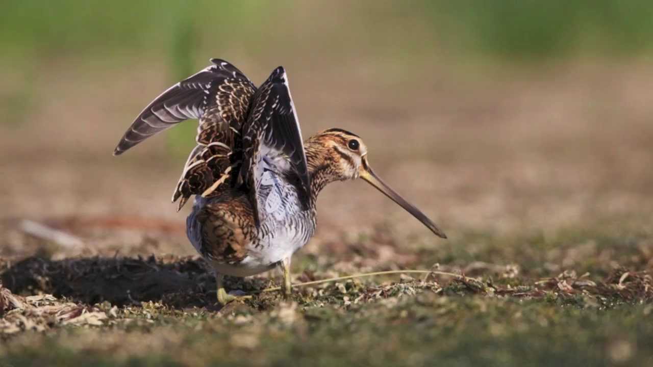 Perkūno oželis (Gallinago gallinago) Common Snipe - YouTube