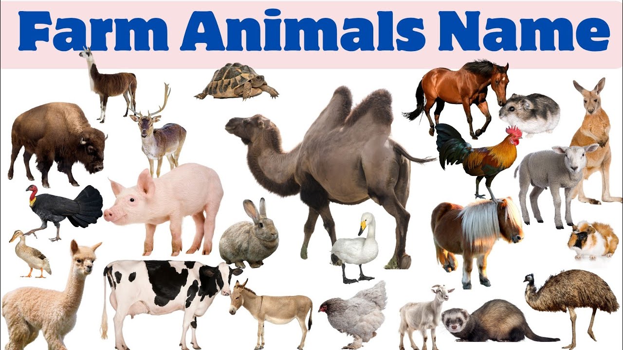 Top 50 Farm Animals Name in English for kids & Preschoolers # ...
