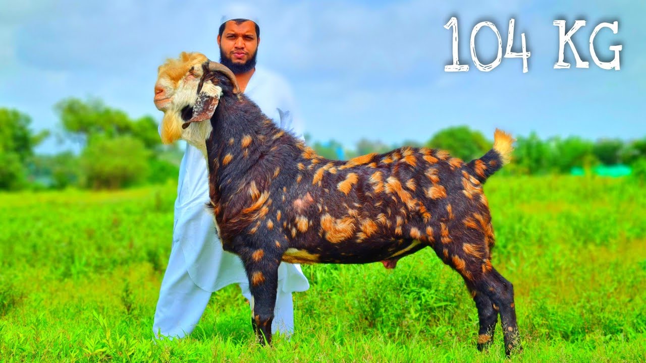 The Biggest Gujri Andul Goat (104 KG) at Memon Goat Farm Vasai - YouTube