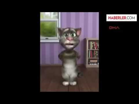 Erzurumlu kedi