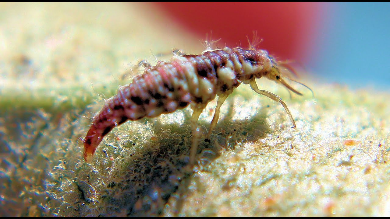 Bug Drinking Another Bug - YouTube