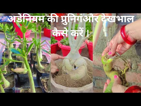 How to pruning adenium plant. - YouTube