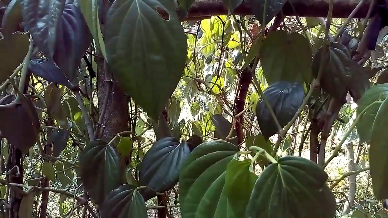 bulath wagawe palukan ha ren dalu haduna genima - YouTube