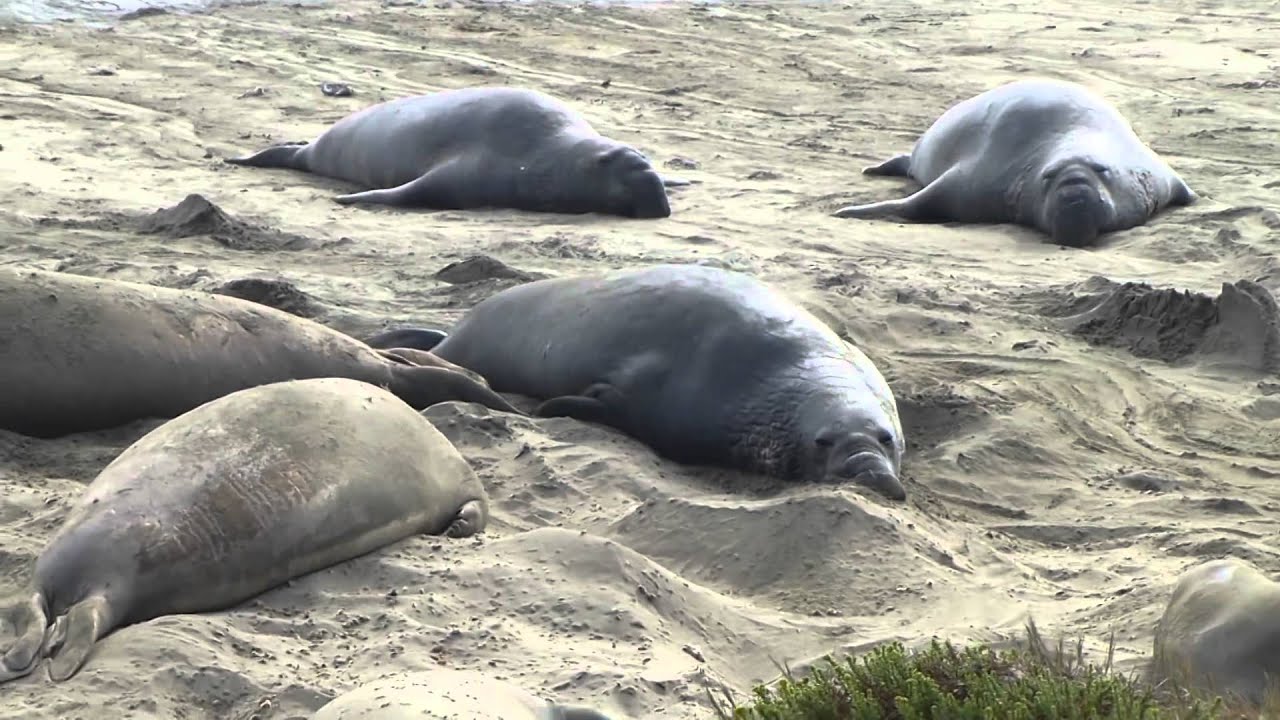 Rypouš sloní v San Simeon - 22.7.2013 - YouTube