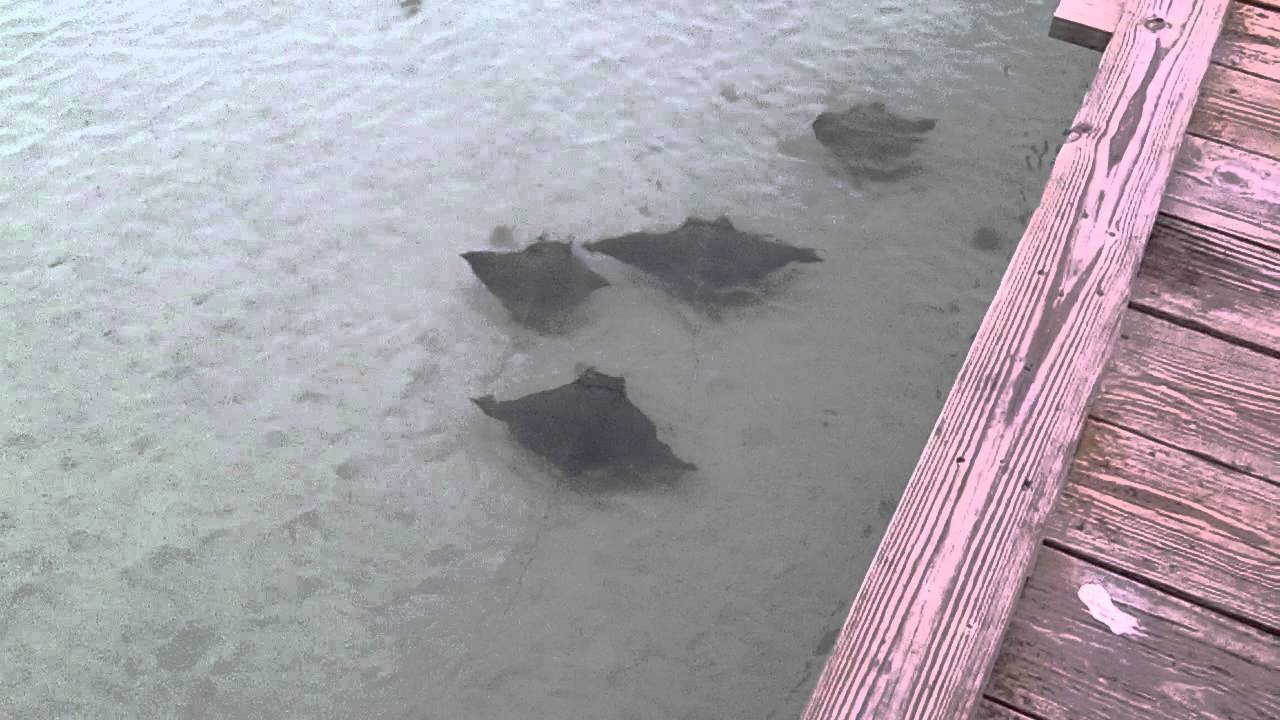 Florida rays - YouTube