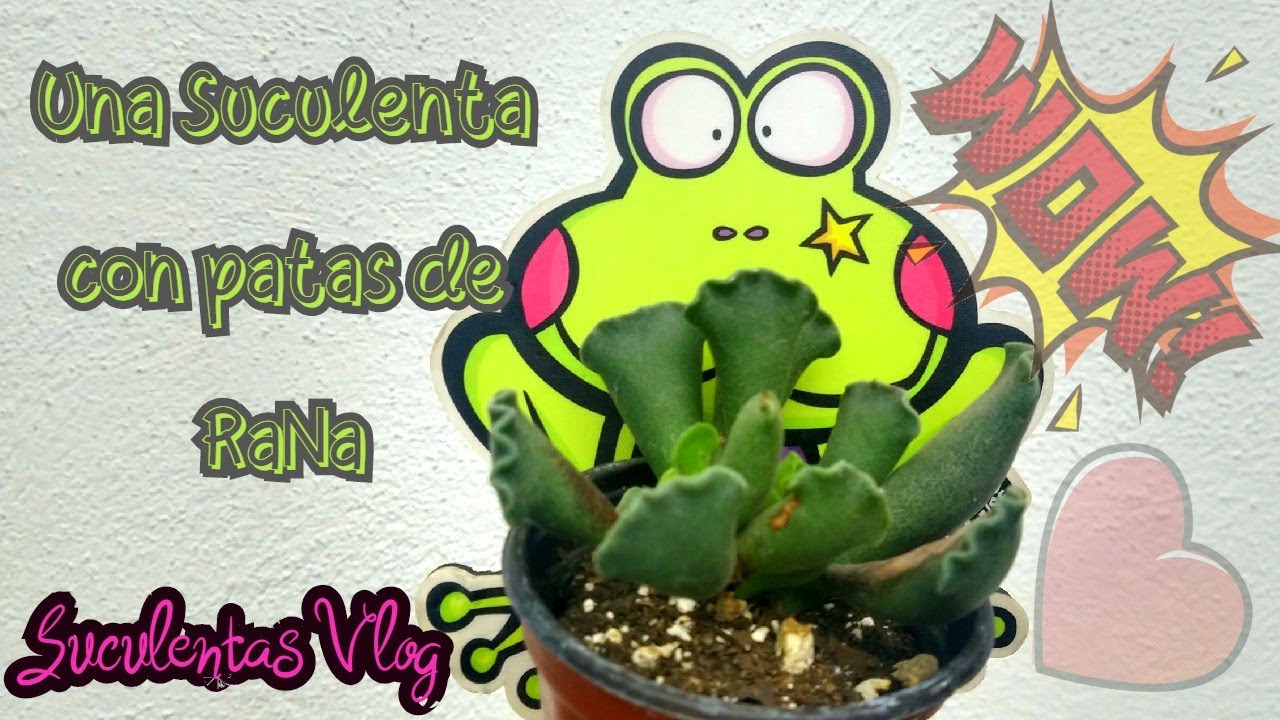 🐸 Adromischus Cristatus [Patas de Rana] - YouTube