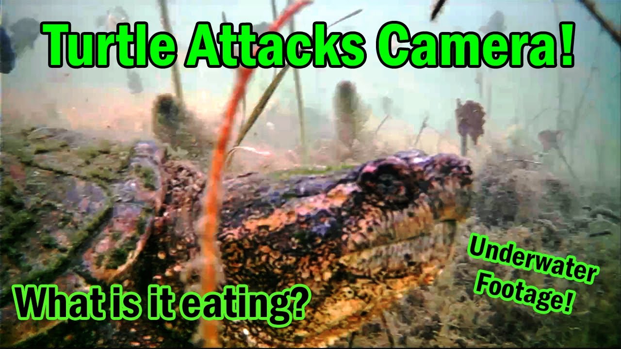 Turtle Attacks Underwater Camera! What Was it Doing By the Boat? - YouTube