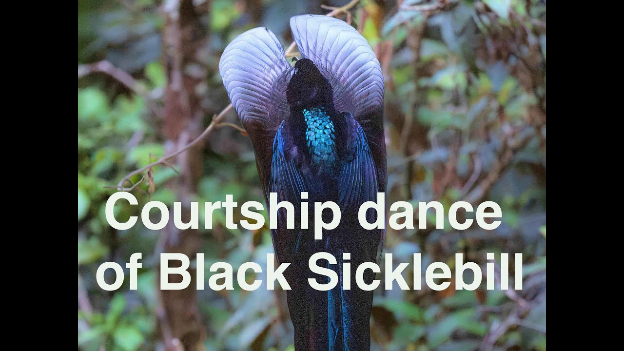 Black Sicklebill Courtship Dance in Papua | Bird-of-Paradise Magic ...