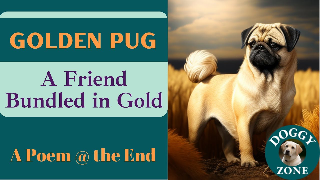 Golden Pug | Everything You Need to Know About This Beloved Dog Breed ...