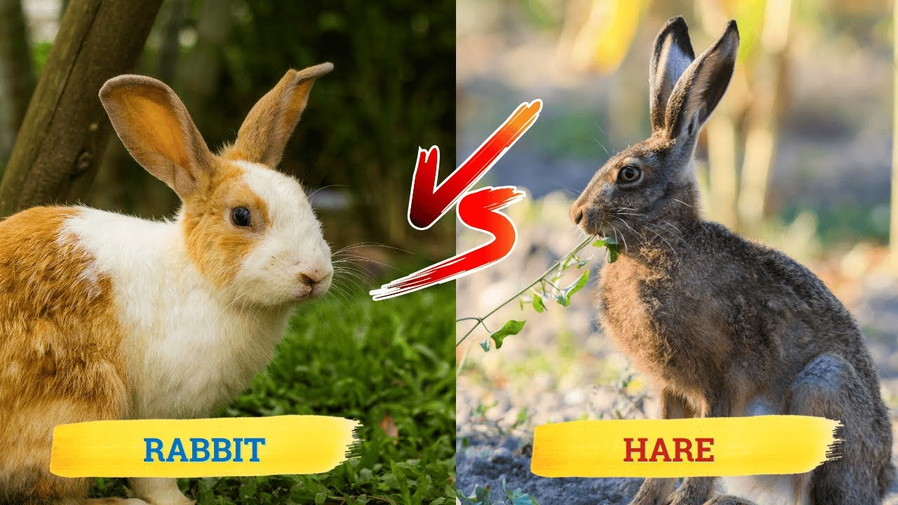 Rabbit vs Hare: Shocking Differences That Will Surprise You! - YouTube