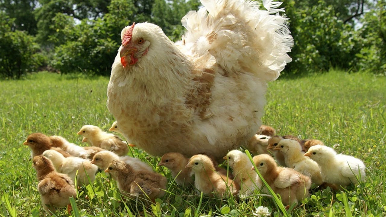 Leggett CLC Chickquest 2021 Live Stream - YouTube