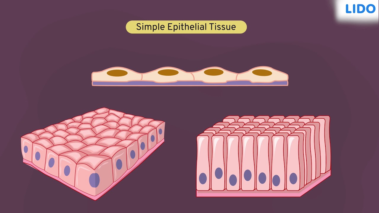 Epidermal Tissue