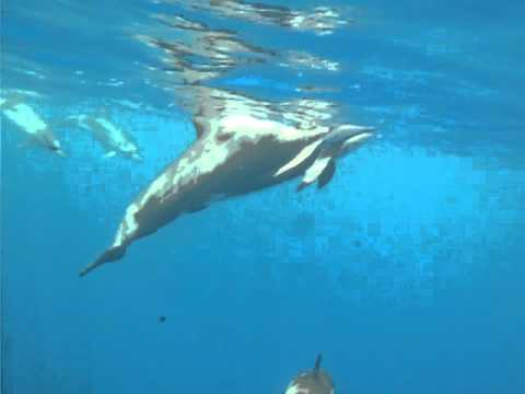 Everblue Freediving | Baby Dolphins Playing | Hawaii Freediving - YouTube