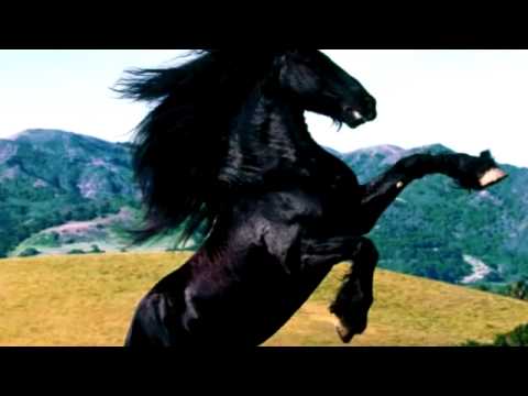 Imao sam konja vrana