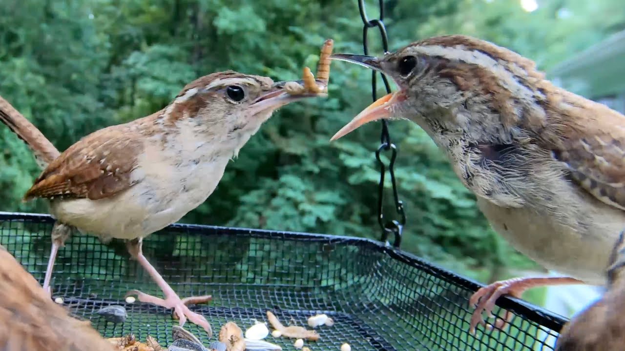 Watch Carolina Wren Fledglings with Mom - YouTube