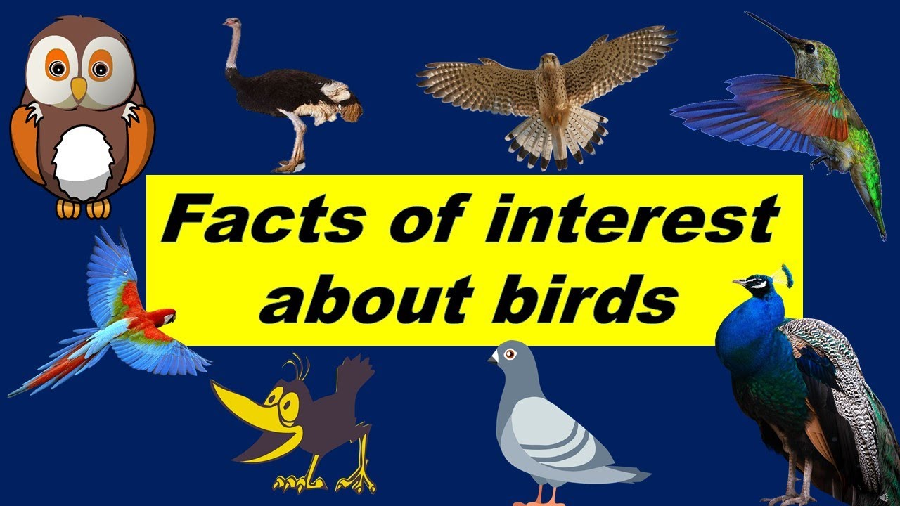 I Took A Bird Quiz (And Learned Some Interesting Facts About Birds ...