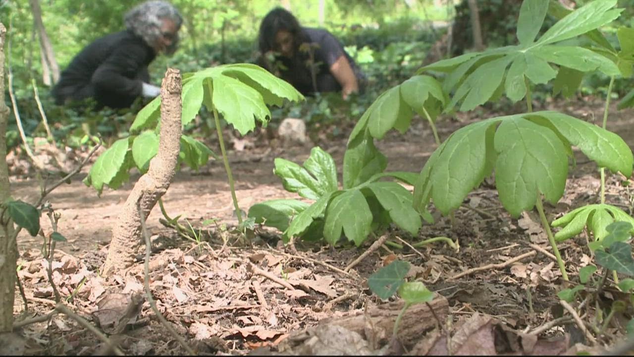 Volunteers remove English Ivy strangling plants in Rock Creek Park ...