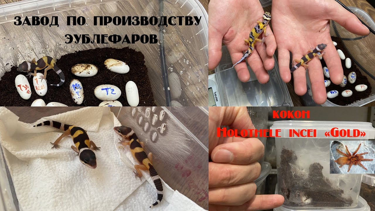 Фабрика эублефаров. Кокон Holothele incei "Gold" - YouTube