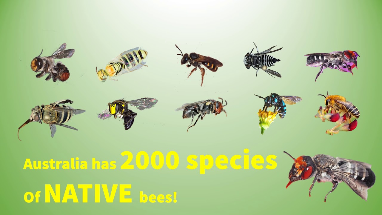 Battle of the bees! - YouTube