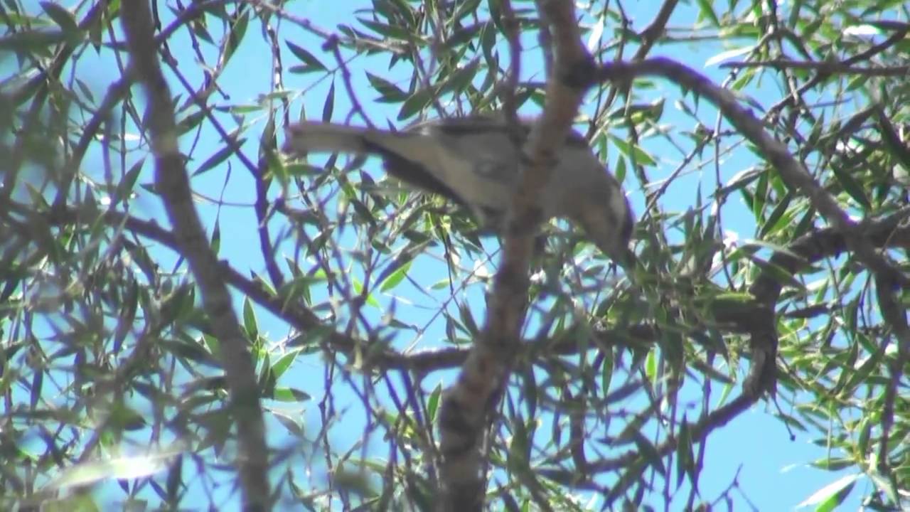 Soldadito común (Lophospingus pusillus) - YouTube