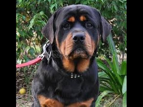 Rottweiler attack caught on camera .. Angry Dog - YouTube
