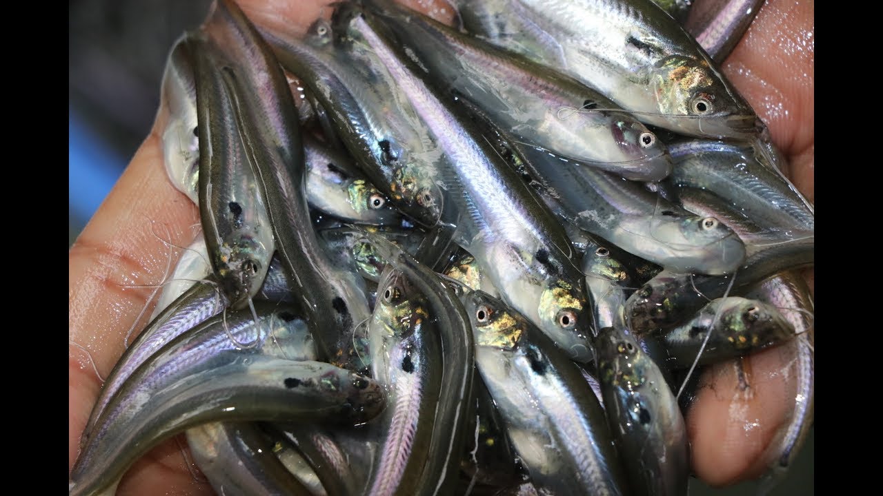 Live Pabda Fish Seeds Packing System | Pabda fish Fishery - YouTube