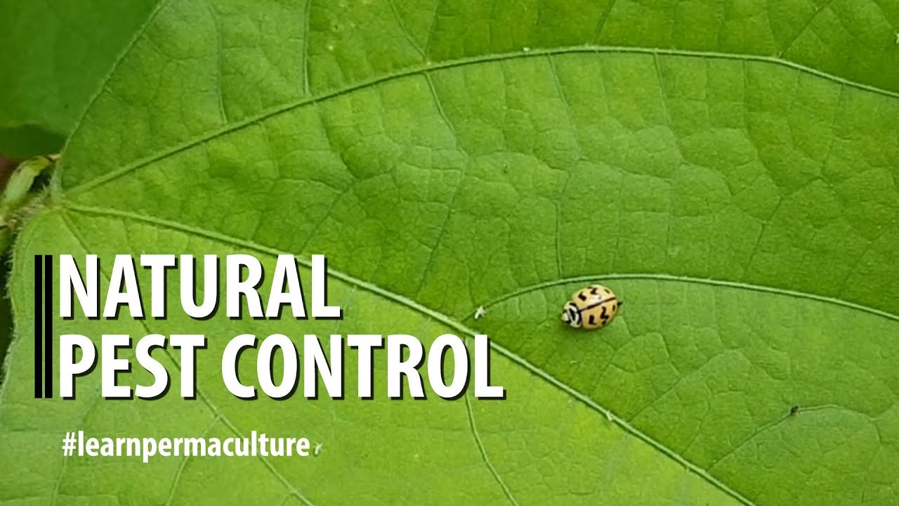 Natural Pest Control on Garden or Farm || Permaculture - YouTube