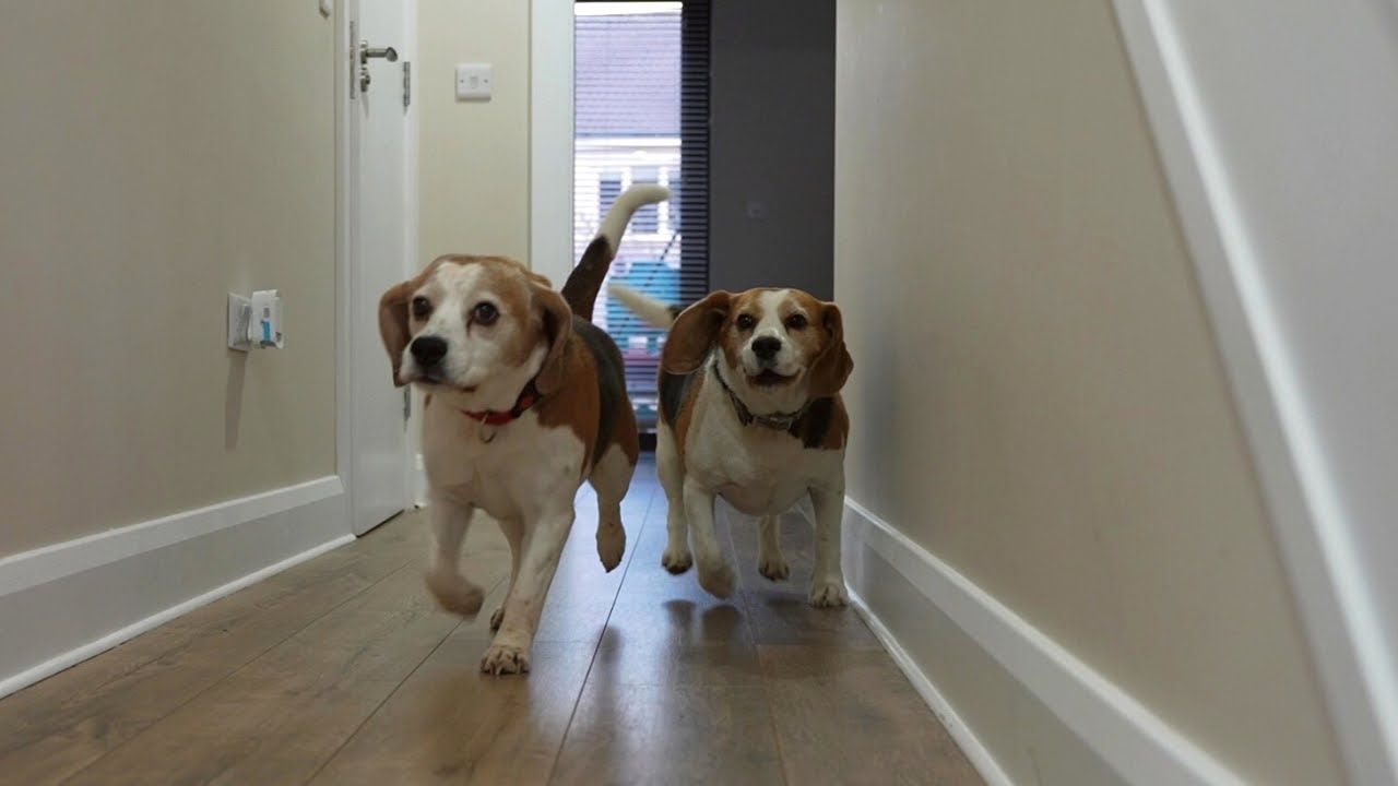 Funny Dogs reaction to Opening the Fridge - YouTube
