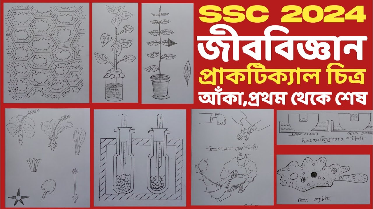 SSC 2024 Biology Practical Drawing // জীববিজ্ঞান প্রাকটিক্যাল চিত্র ...
