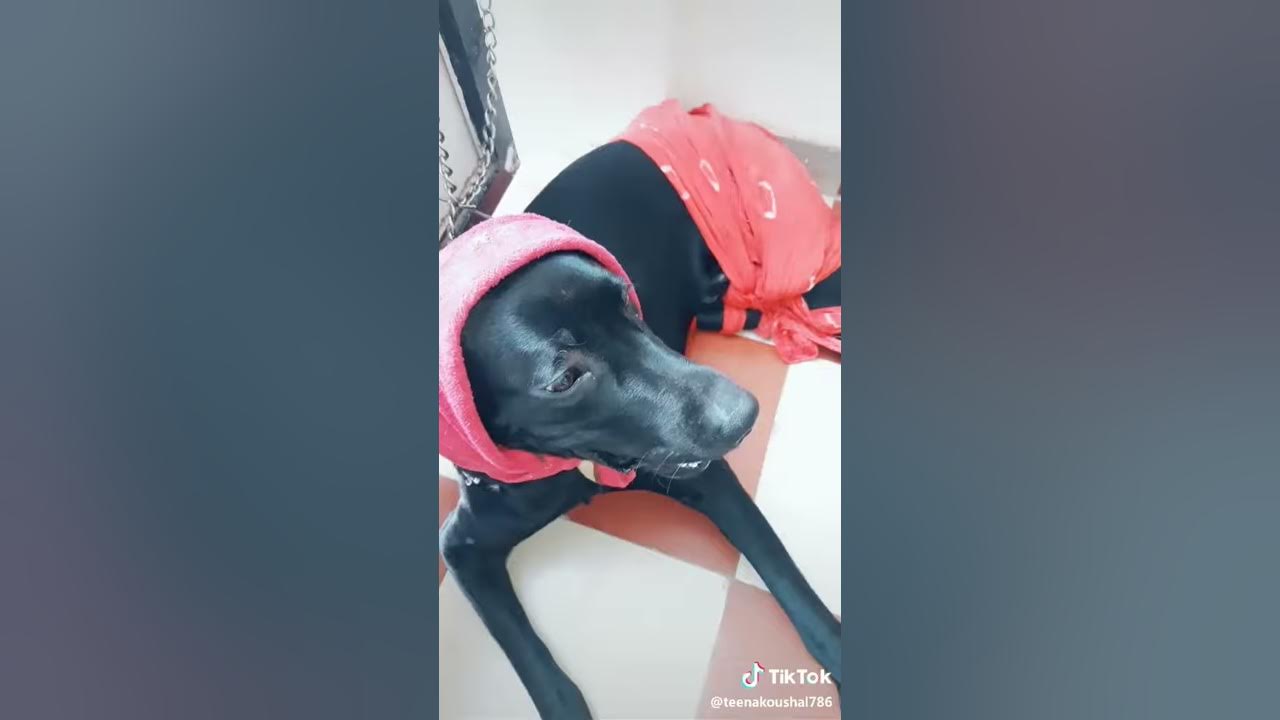 The Dog Song YouTube the-dog-song-youtube