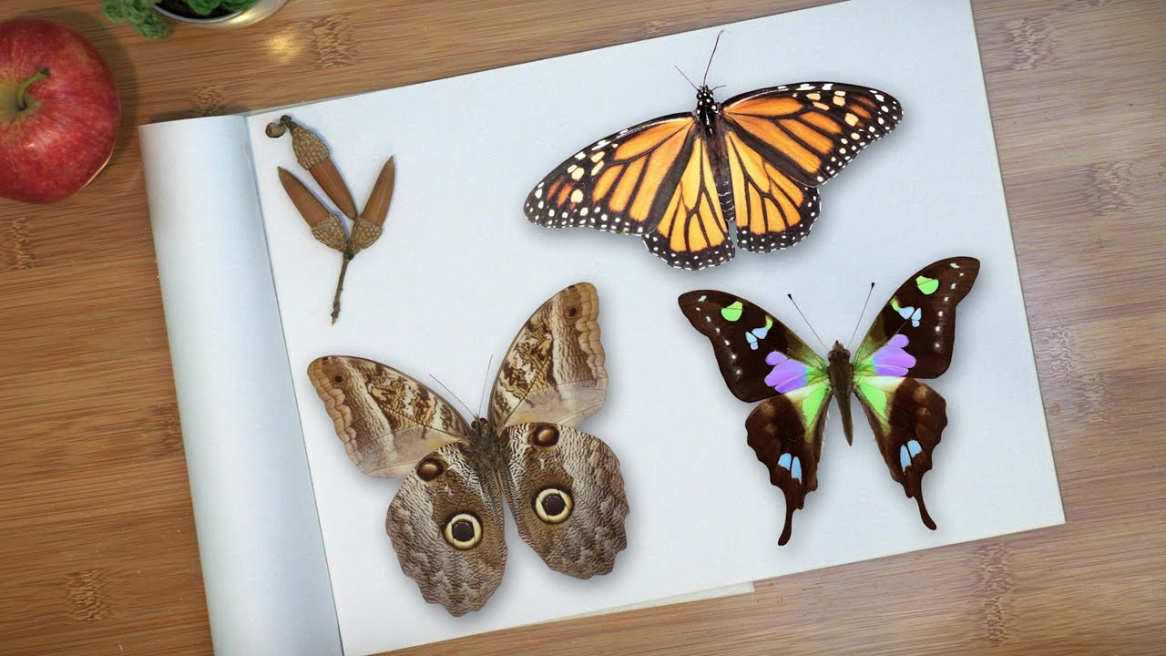 Hey Kidspace Why Do Butterfly Wings Have Patterns YouTube Hey Kidspace Why Do Butterfly Wings Have Patterns YouTube