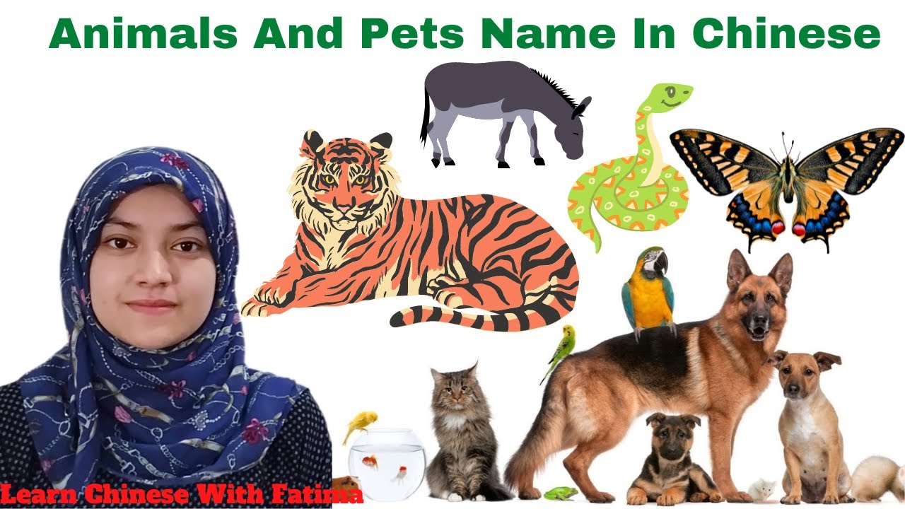 How to Say Animals, Pets And Insects Name In Mandarin Chinese || Learn ...