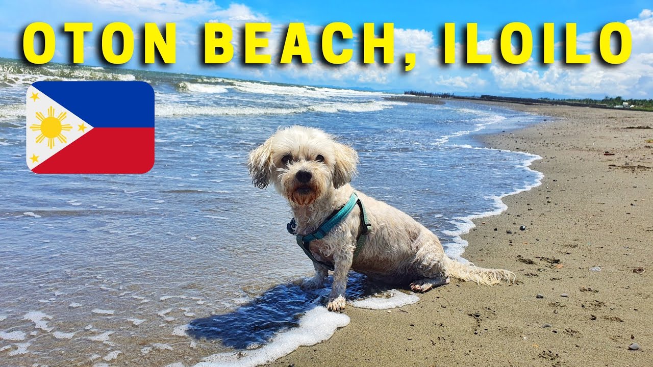 My Dogs First Impression of Oton Beach, Iloilo ~ Philippines 🇵🇭 - YouTube