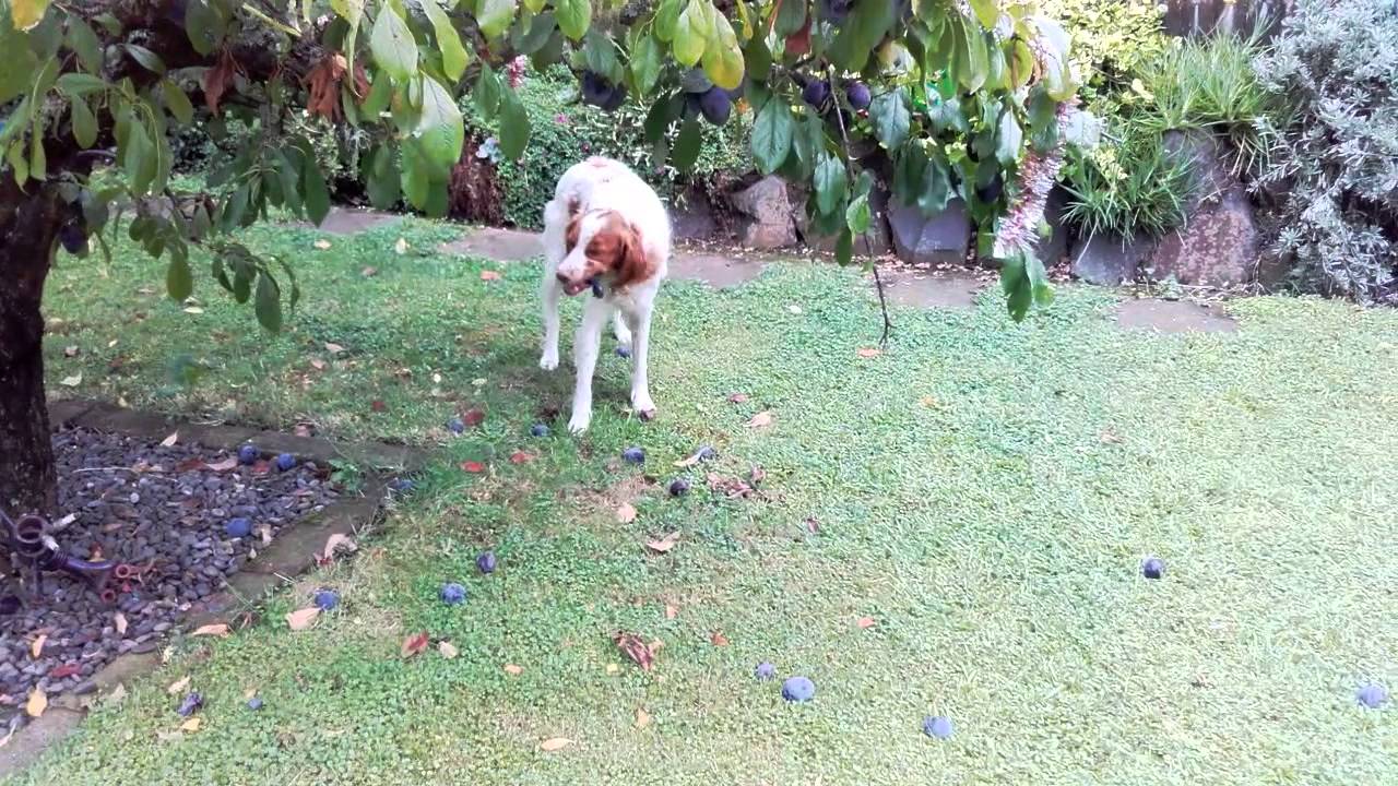 Plumb dog - YouTube