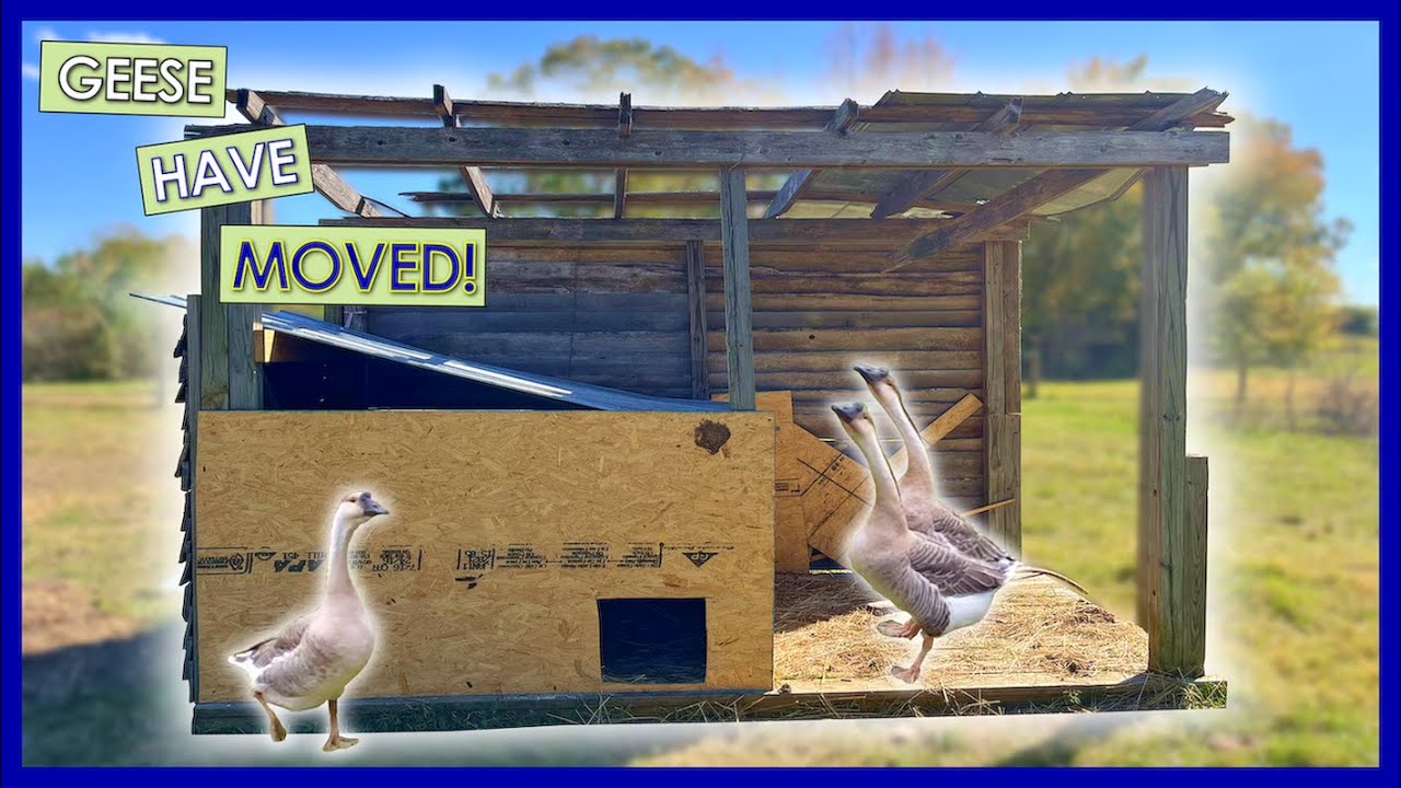 Going on a WILD GOOSE chase! - YouTube