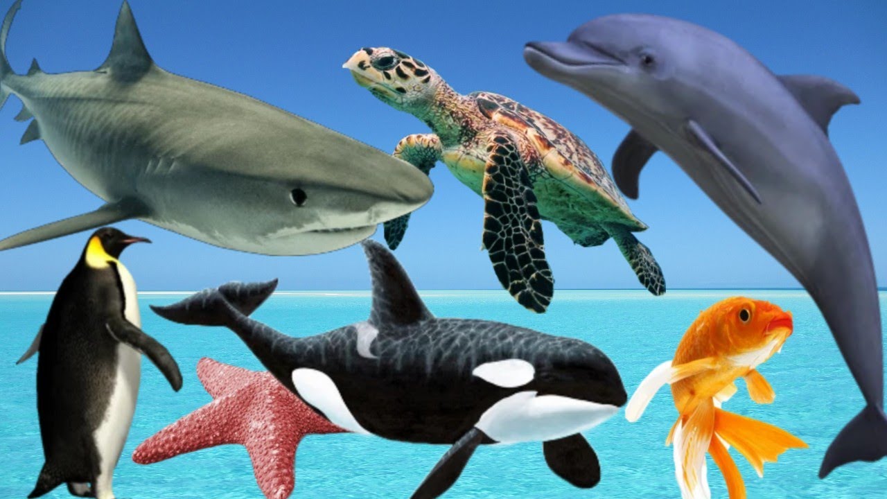 Beautiful and Attractive Fishes | Sea Fishes | Baby Shark | Dolphin ...