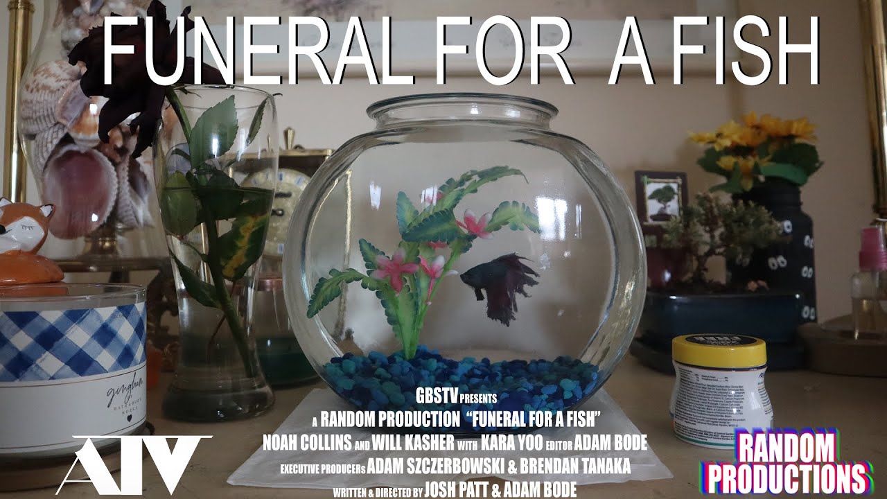 Funeral For A Fish - YouTube