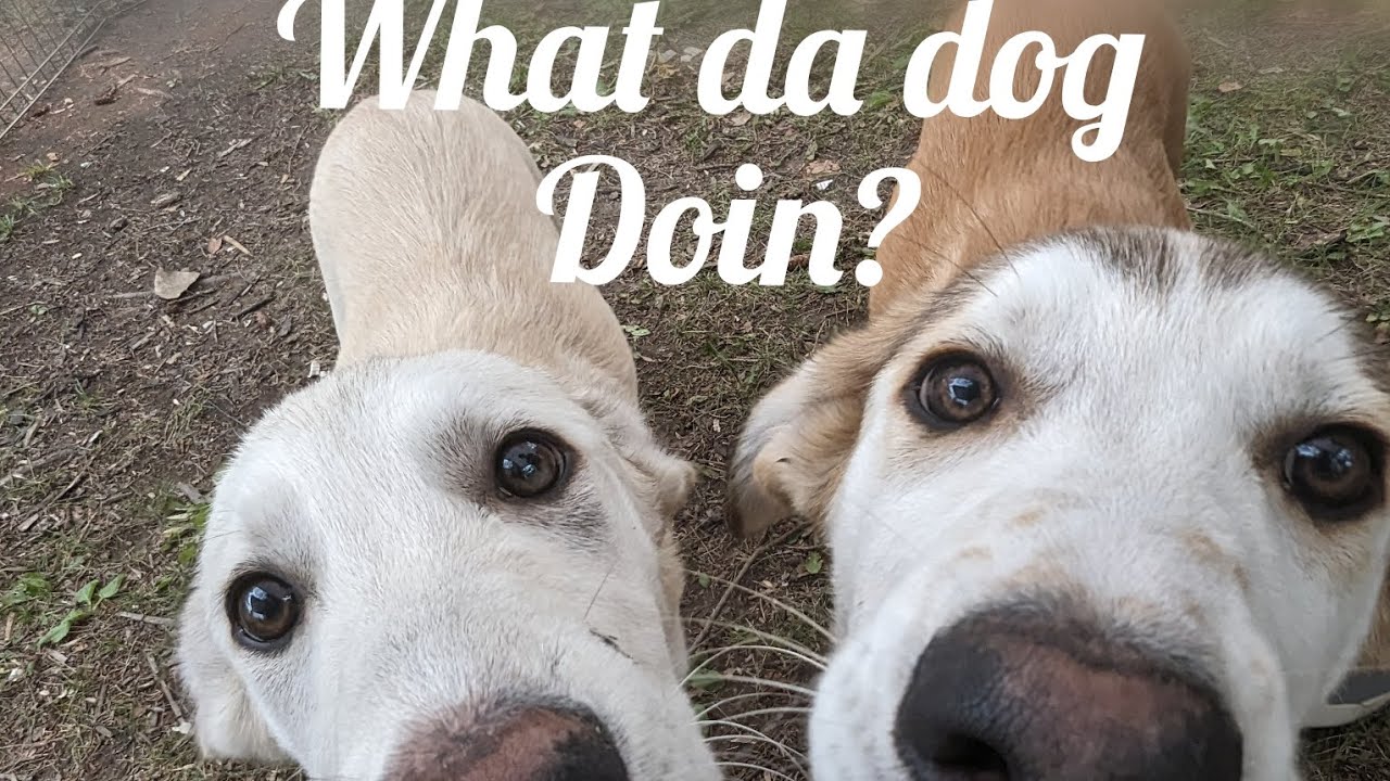 what da dog doin? music - YouTube