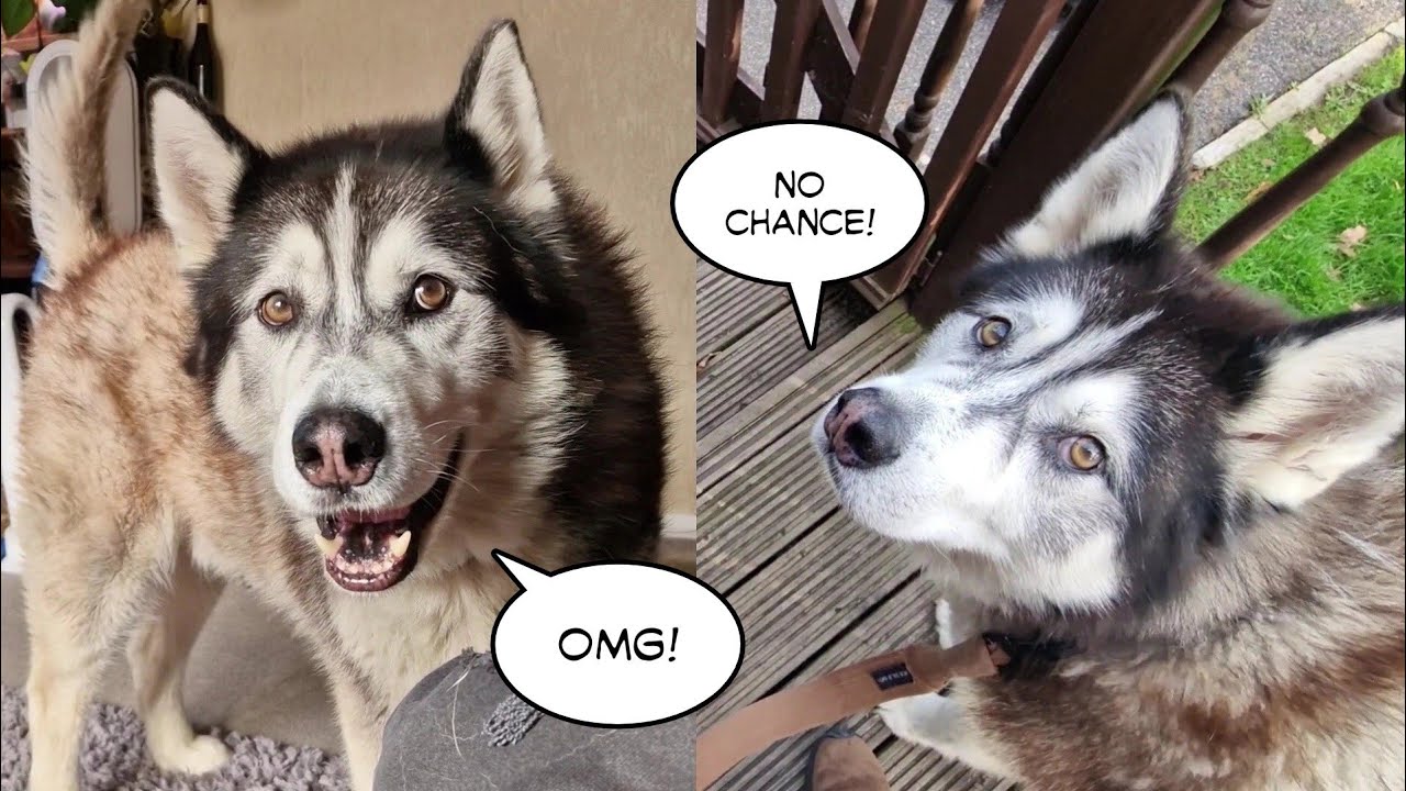 Husky Joke Face