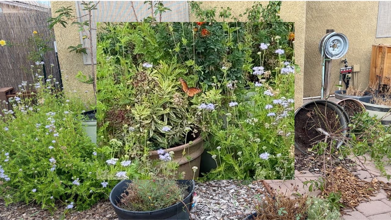 My Wild Abandoned and Beautiful Secret Garden! (How I Can't Garden and ...