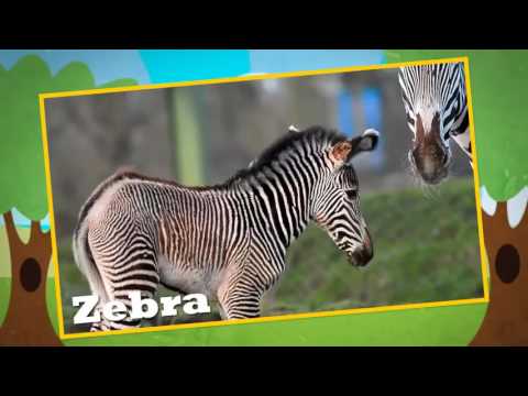 Wild Animals  Animals learn for kids  Amazing !!!   Handplaytv for kids