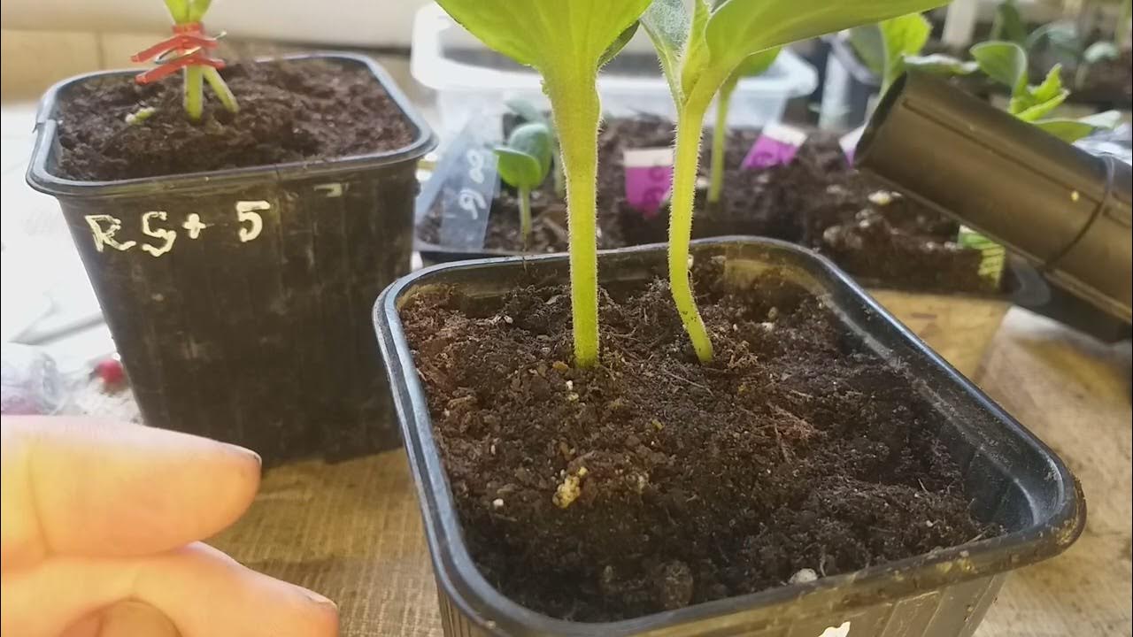 Прививка арбуза и дыни язычком двумя способами - YouTube