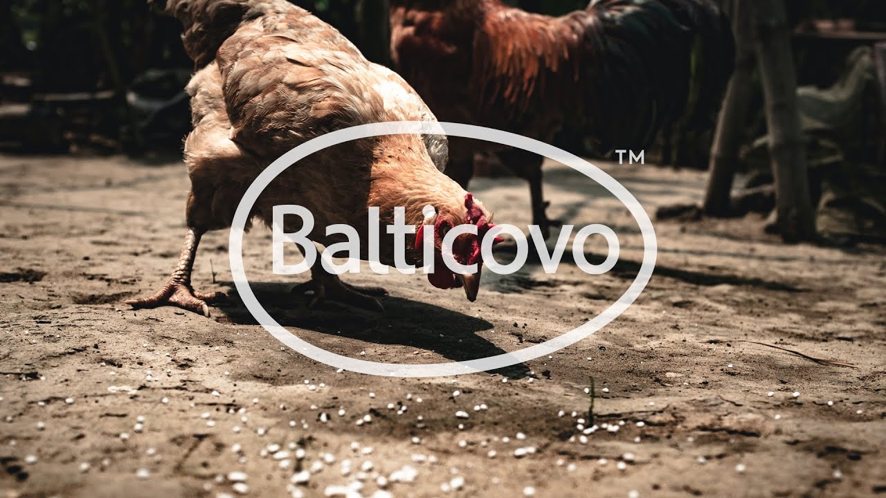 BALTICOVO piecdesmitā Dzimšanas Diena #tribework - YouTube