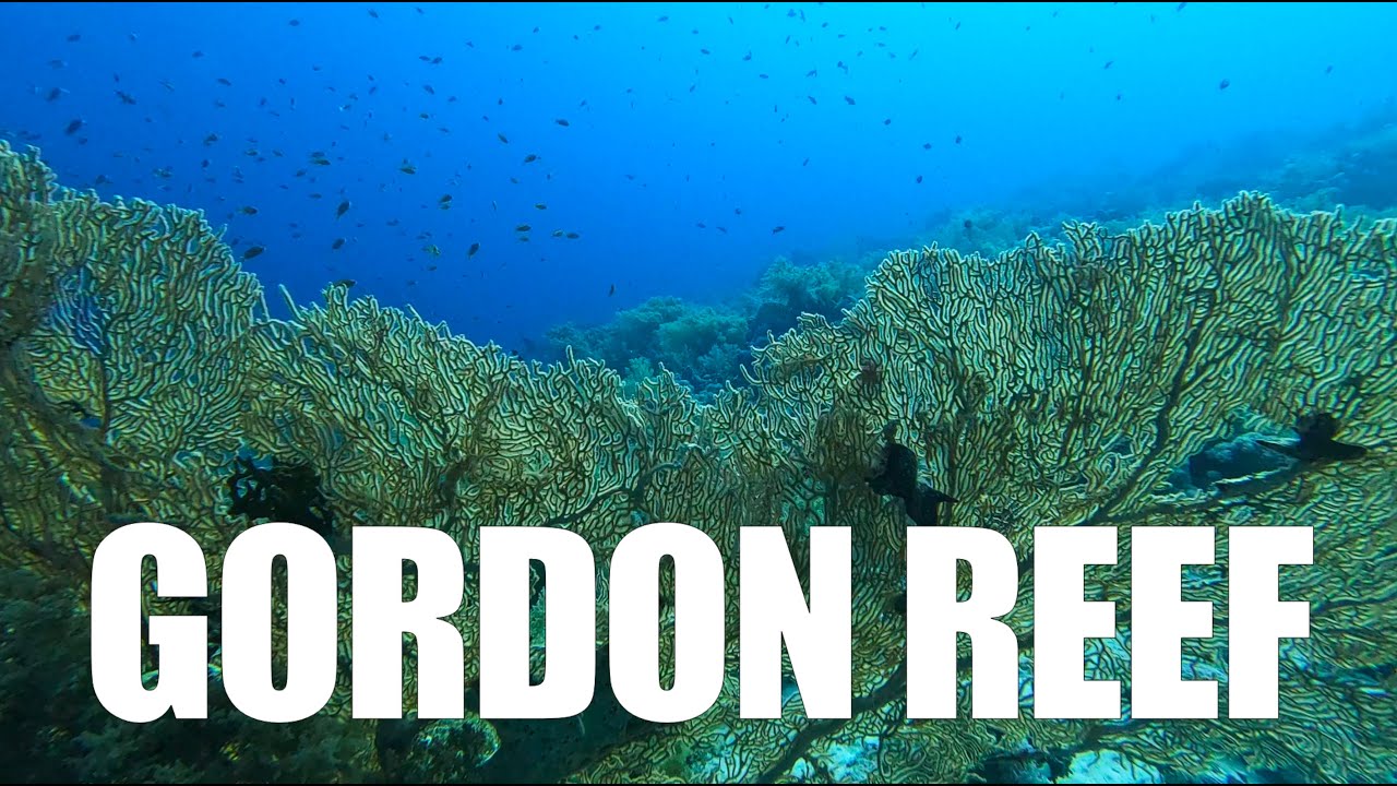 Scuba Diving at Gordon Reef Sharm El Sheikh Egypt - lionfish ...