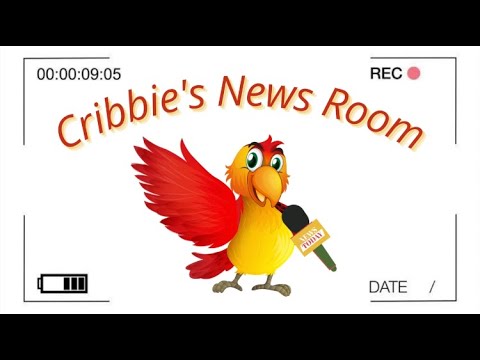 Cribbie's News Room - 3rd Edition - YouTube