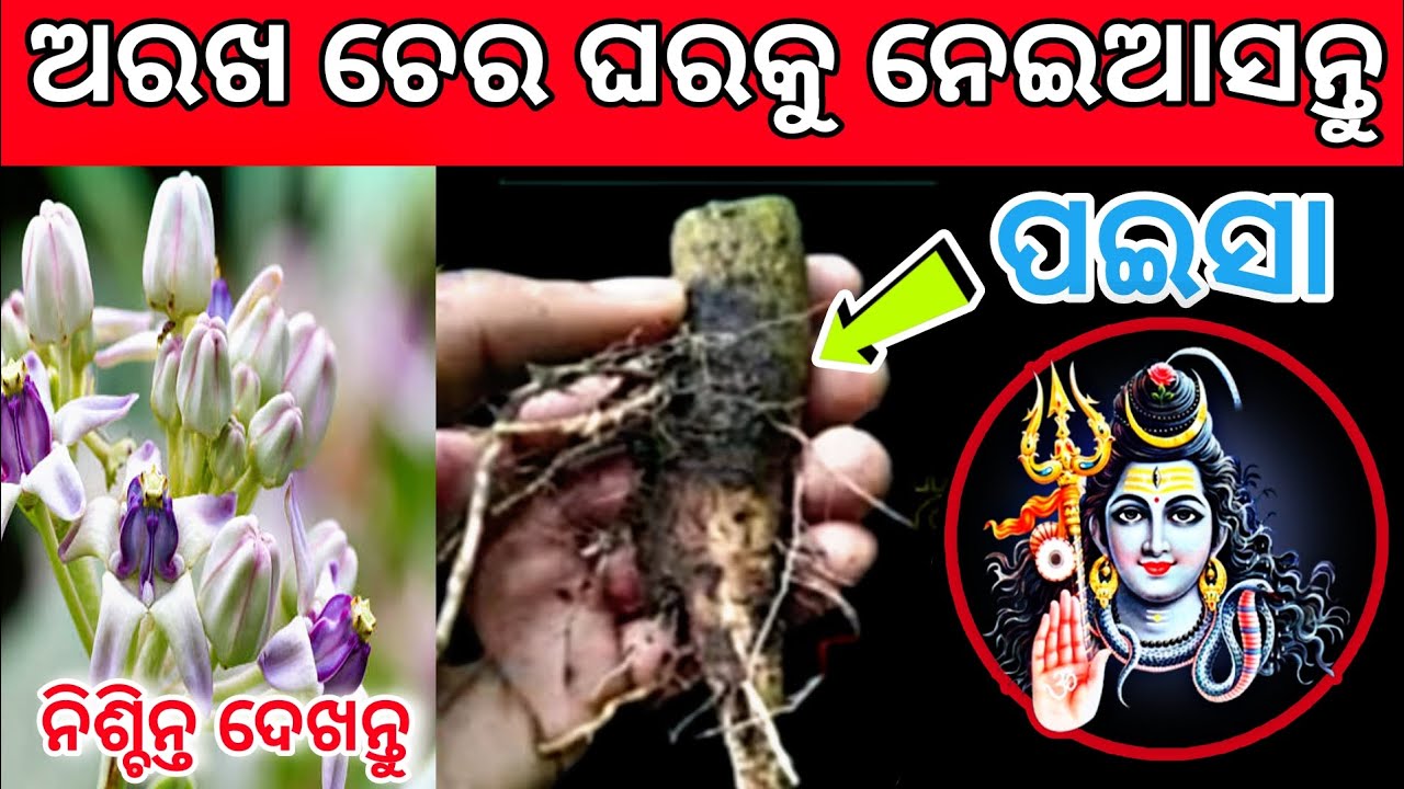 ଶ୍ରାବଣ ମାସରେ ଘରକୁ ନେଇ ଆସନ୍ତୁ ଏହି ଚମତ୍କାର ଗଛ,୨୪ ଘଣ୍ଟାରେ ଧନରବର୍ଷା ହେବ ...