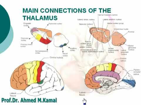 79 Main connections of the thalamus - YouTube