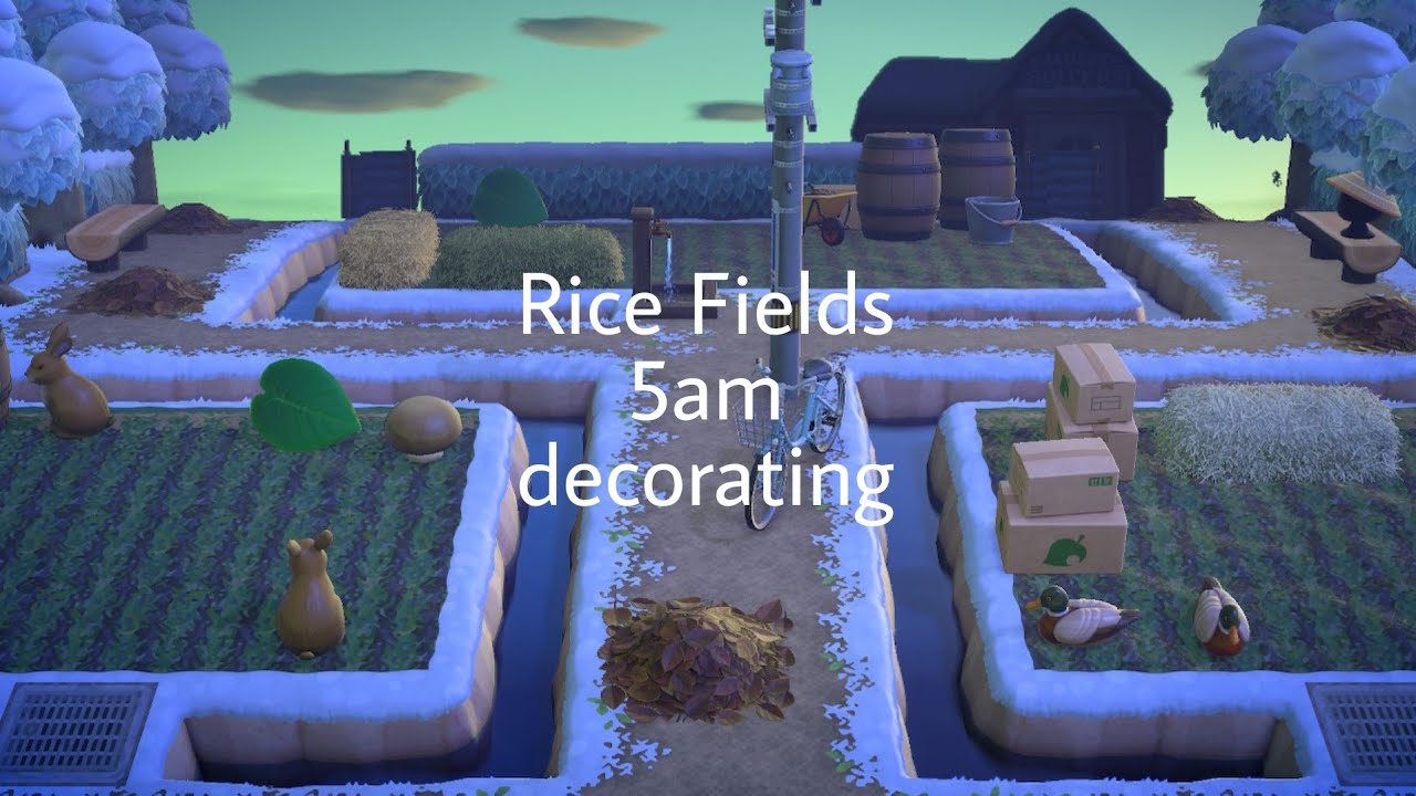 Rice Fields 2.0 🌱| 5 am decorating | ACNH - YouTube